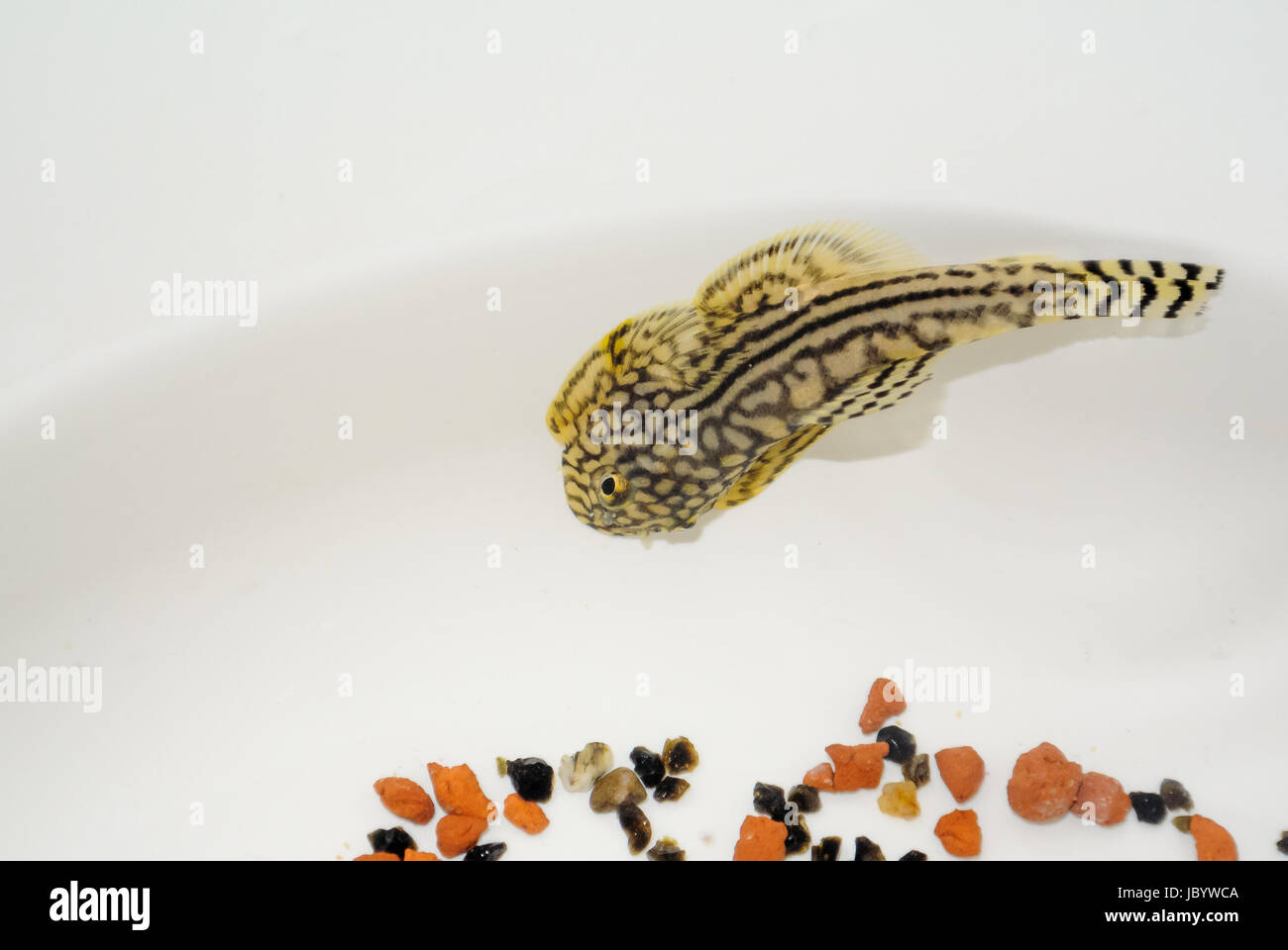 Sewelia Lineolata. Hillstream Loach from asia photographed in a white ...