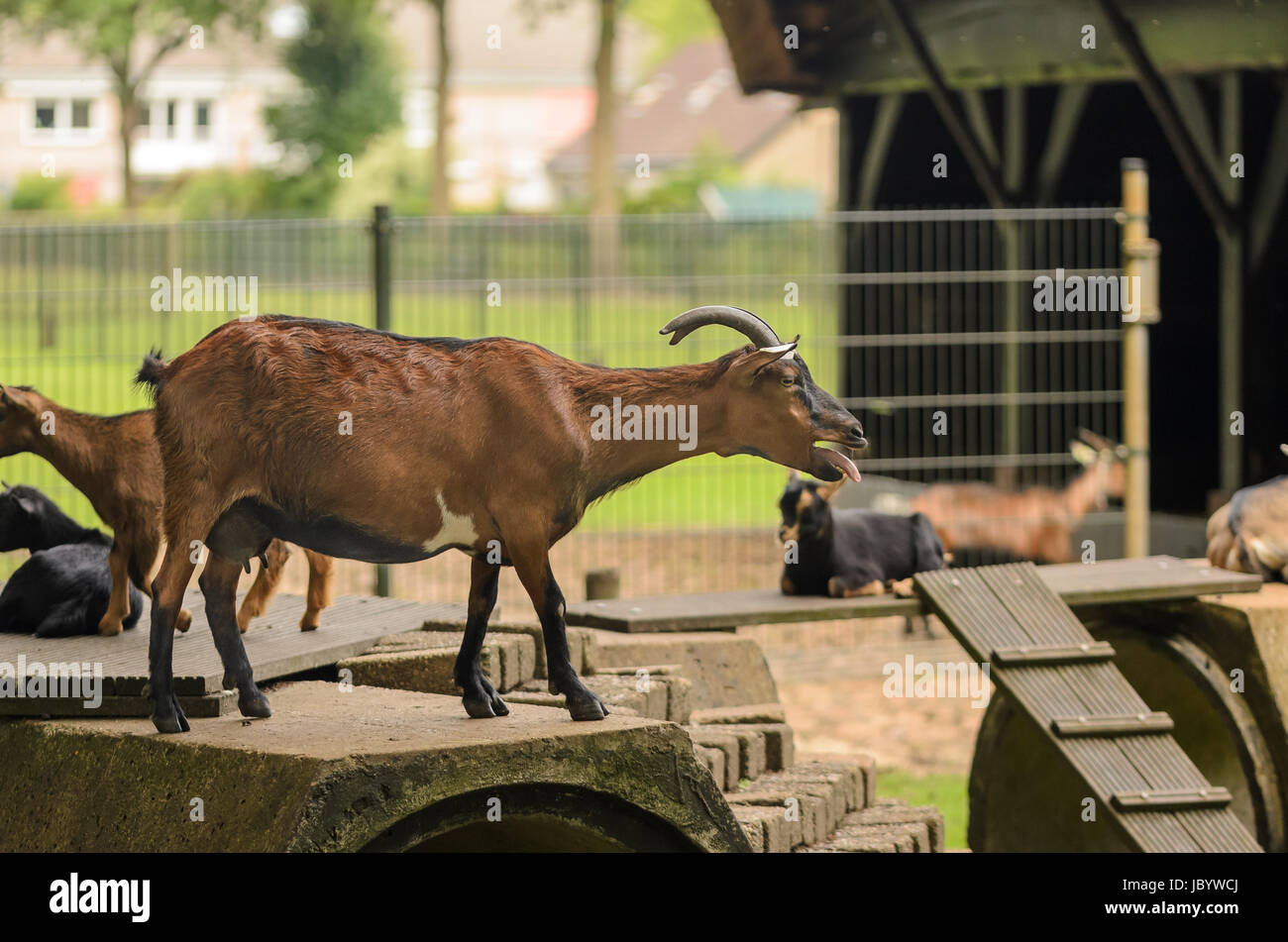 Goat at a farm standing on a stone pipe sticks his tongue out Stock ...