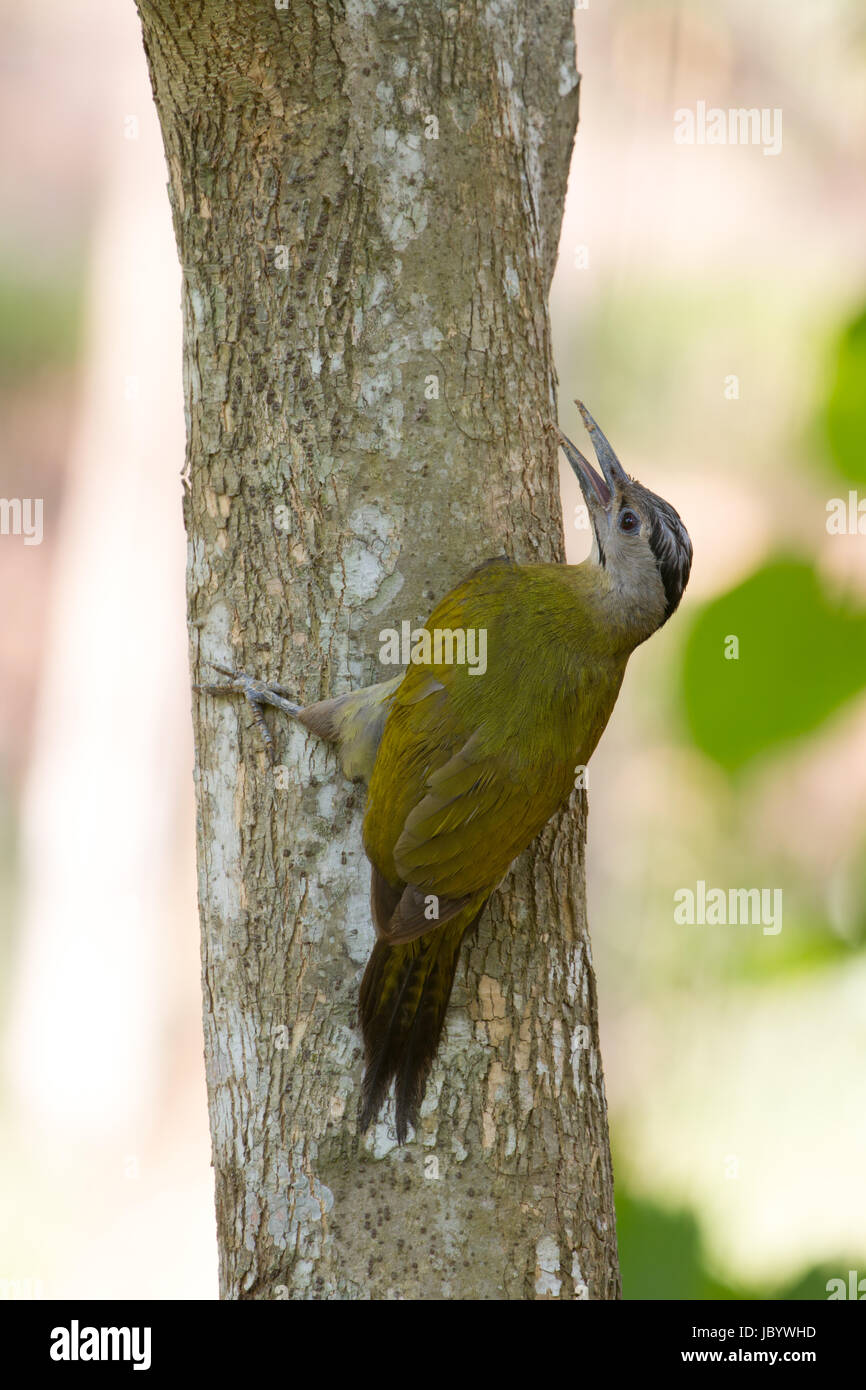 Gray headed woodpecker (Picus canus) on the tree Stock Photo - Alamy