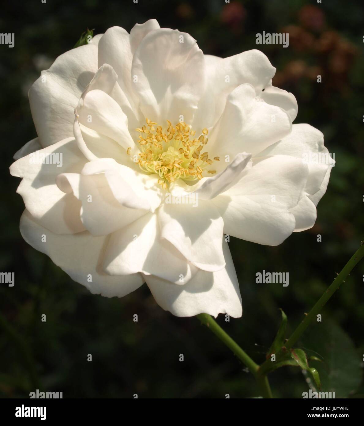 Pink rambler roses hi-res stock photography and images - Alamy