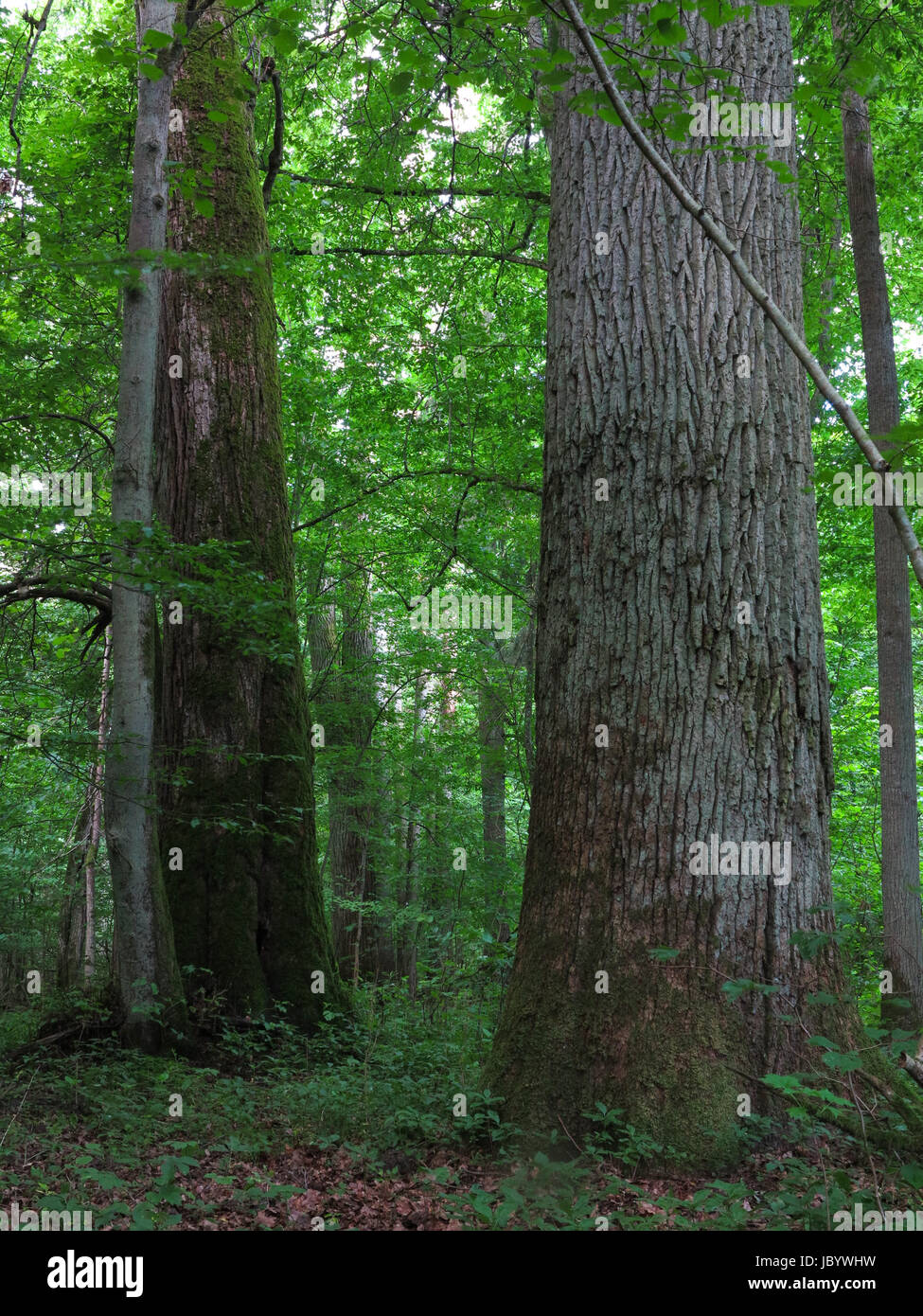Monumental oak trees of Bialowieza Forest deciduous stand in morning ...