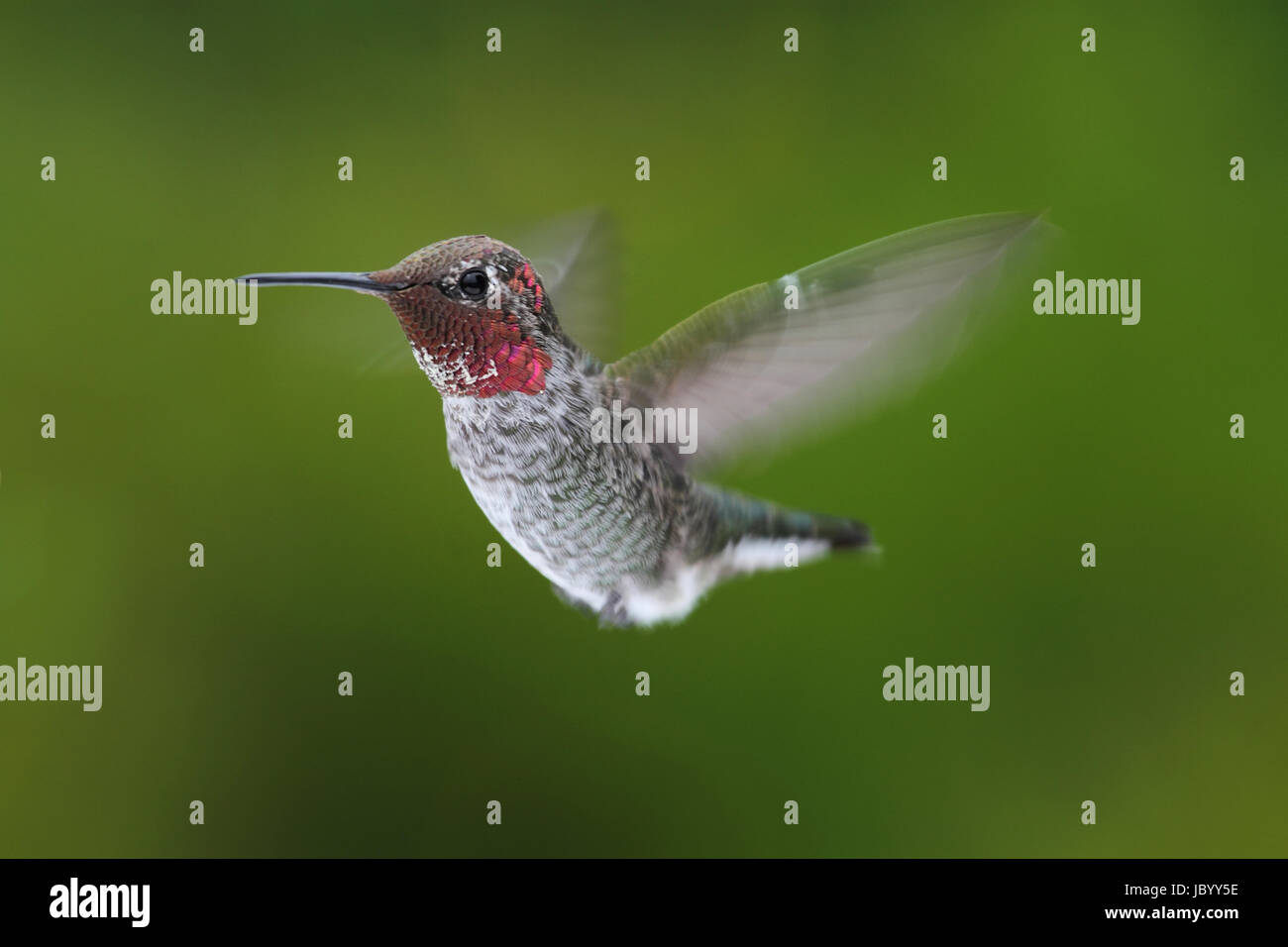 Male Annas Hummingbird (Calypte anna) in flight with a green background ...