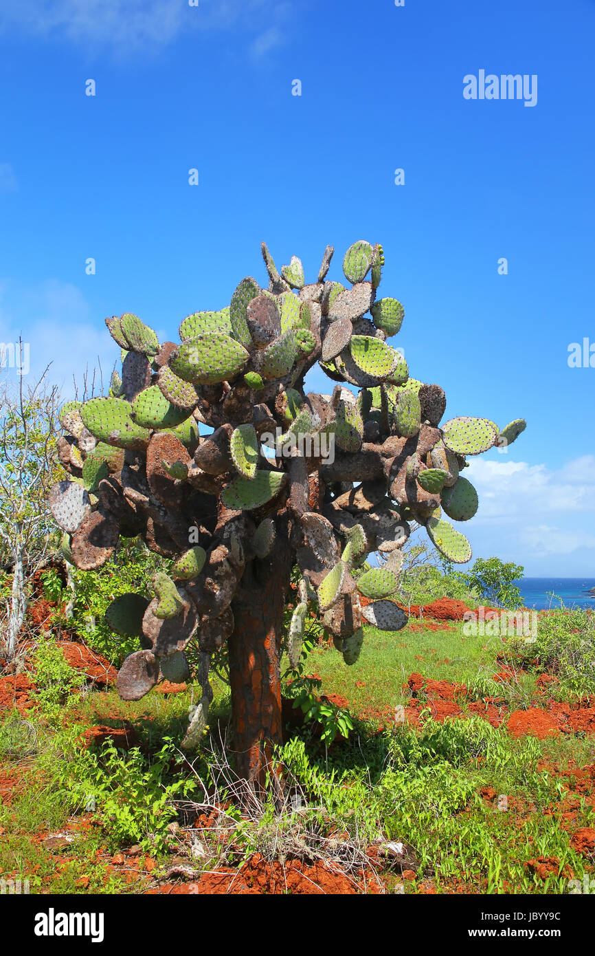 Galapagos prickly pear on Rabida Island in Galapagos National Park ...