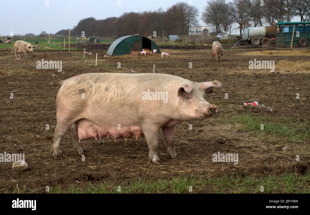 Pigs in free range hi-res stock photography and images - Alamy