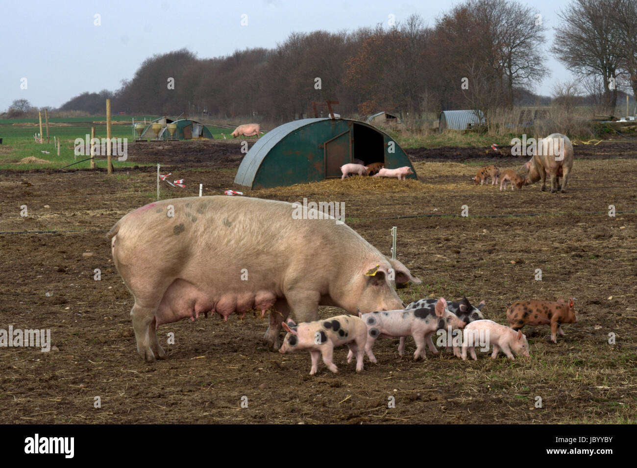 Pigs in free range hi-res stock photography and images - Alamy