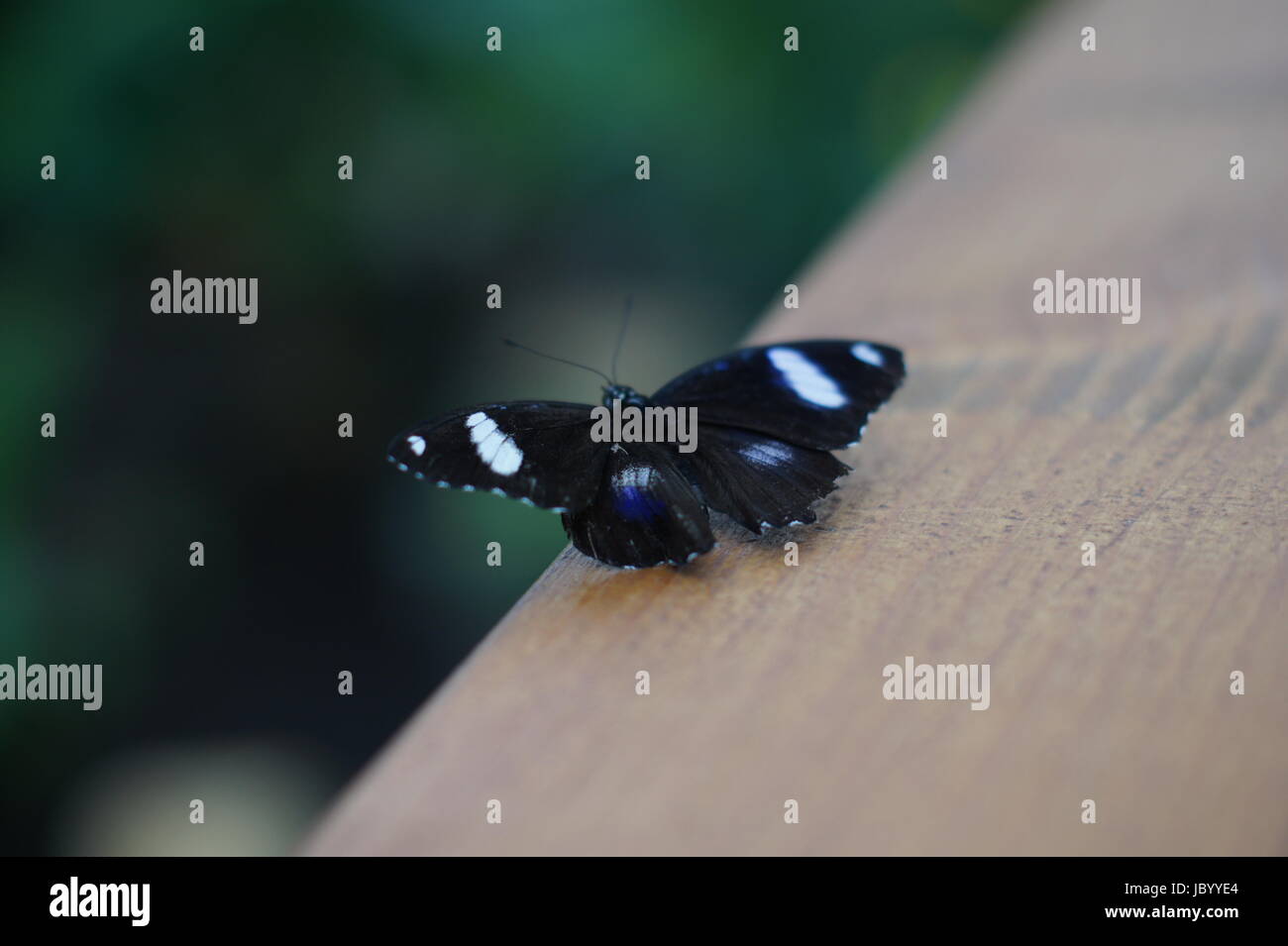 Blue insects hi-res stock photography and images - Alamy
