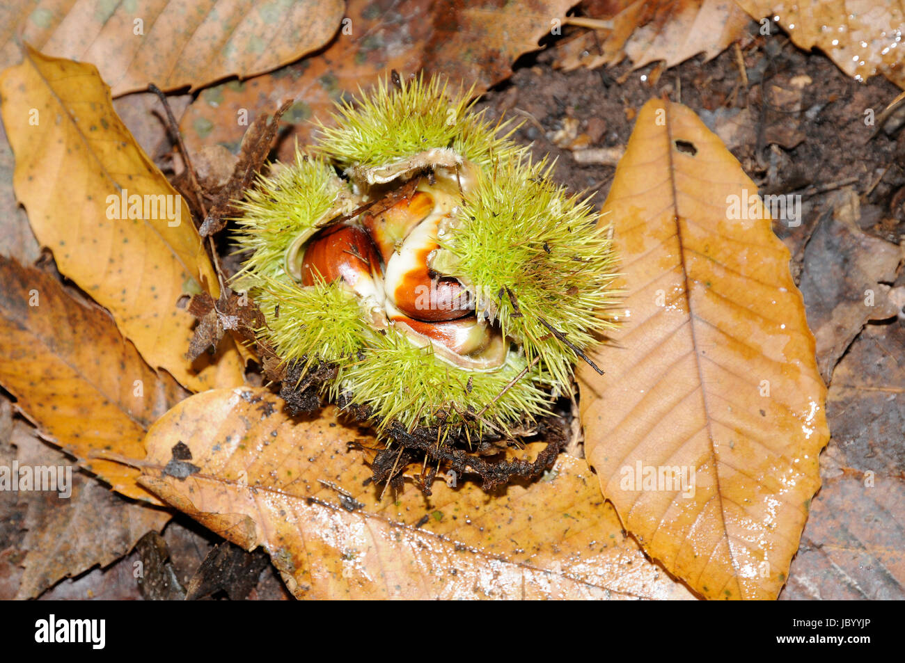 Esskastanien, esskastanie, edelkastanie, edelkastanien, marone, maronen ...
