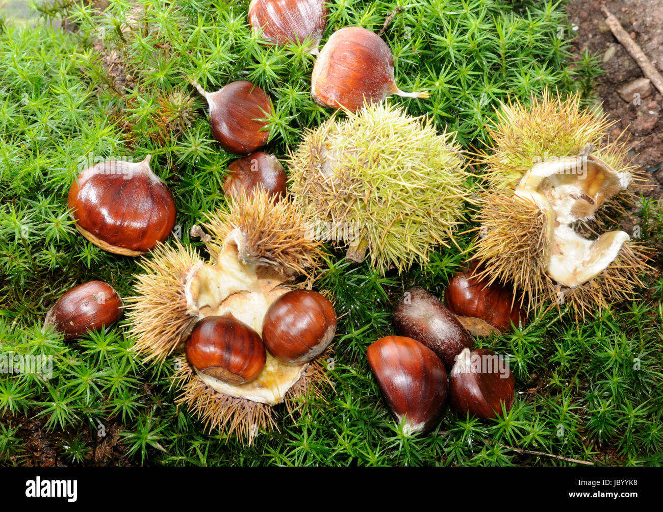 Esskastanien, esskastanie, edelkastanie, edelkastanien, marone, maronen ...