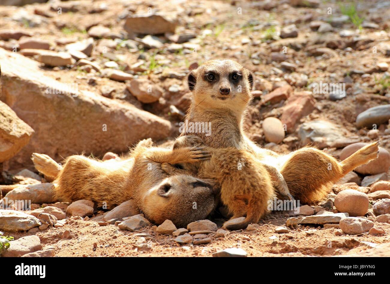 Meerkat drinking hi-res stock photography and images - Alamy