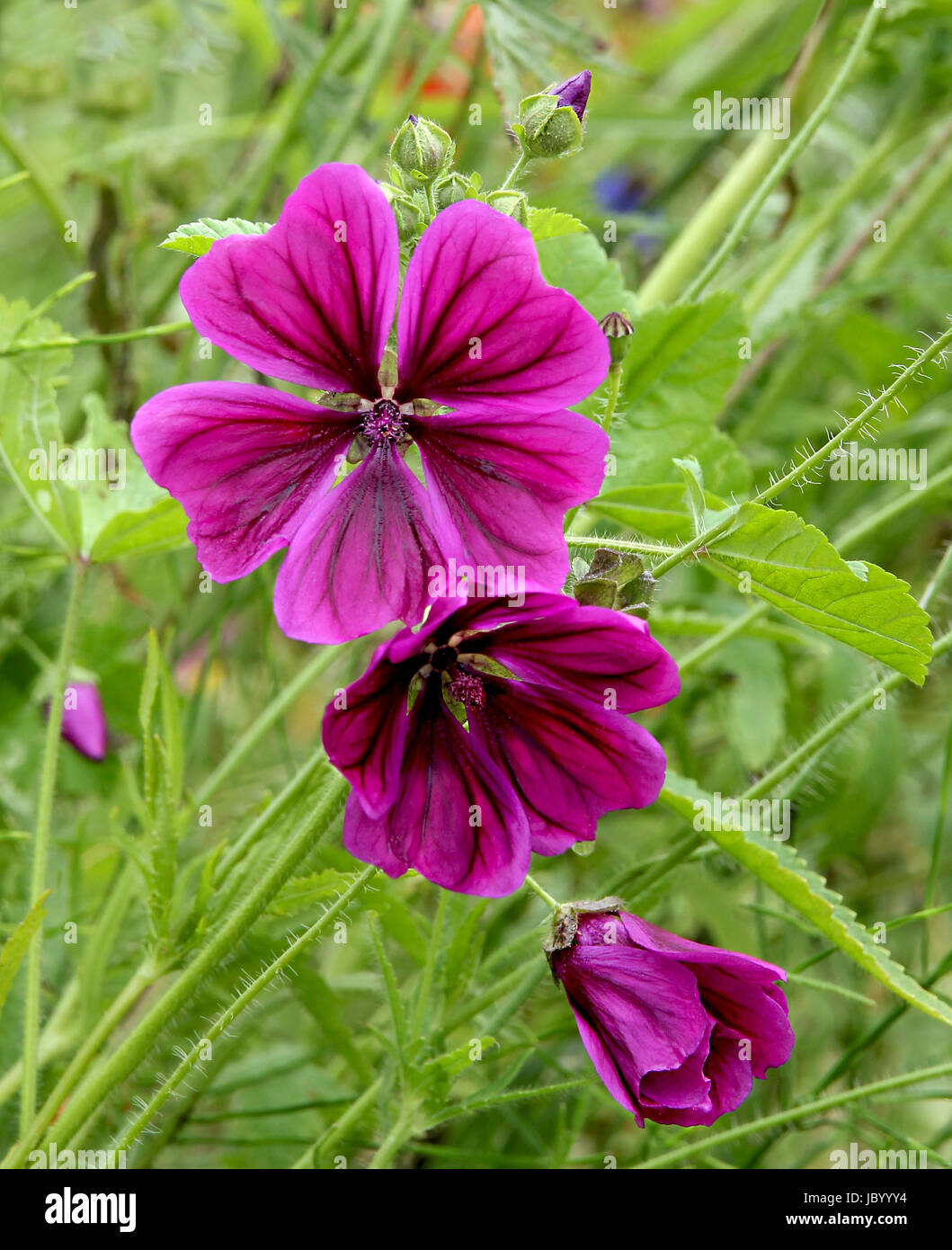 Malven malva sylvestris hi-res stock photography and images - Alamy