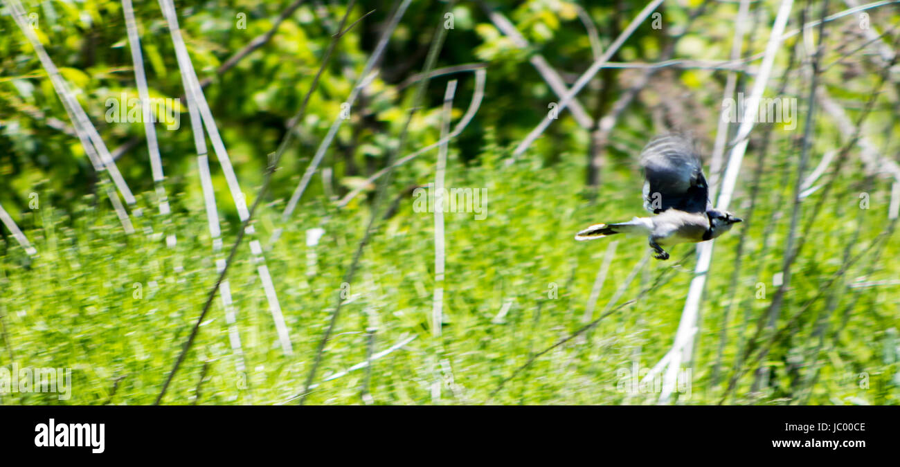 Blue jay flying hi-res stock photography and images - Alamy
