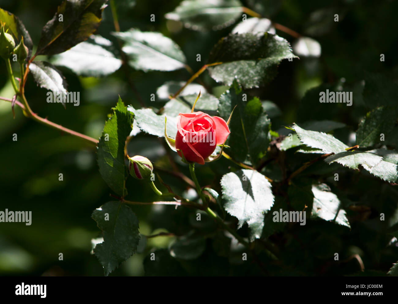 Park of roses hi-res stock photography and images - Alamy