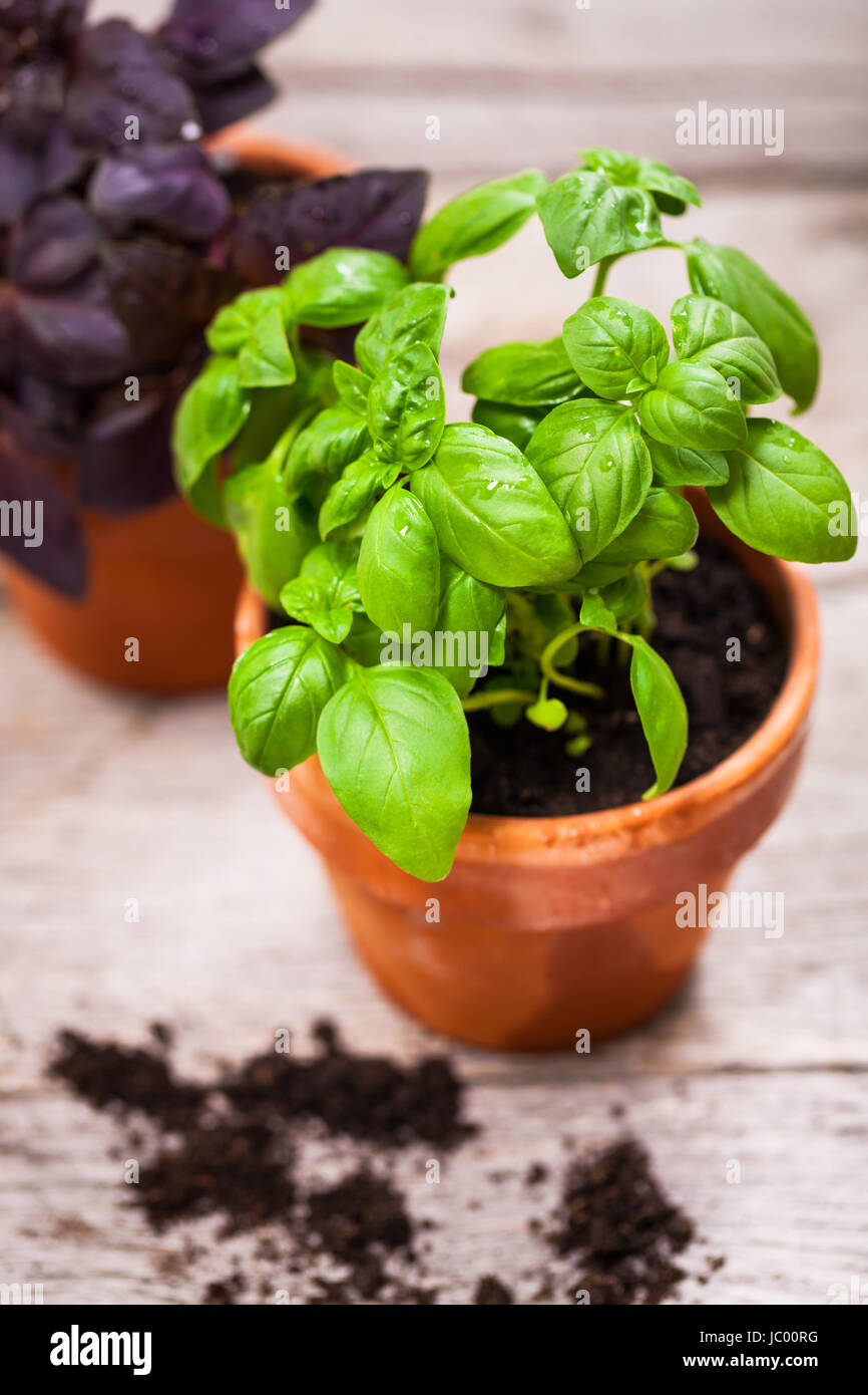 Growing green basil herb hi-res stock photography and images - Alamy