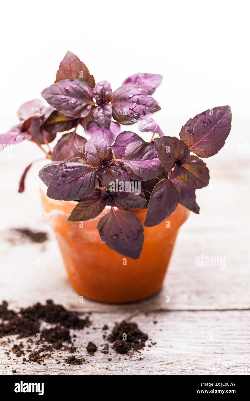 Purple basil pot hi-res stock photography and images - Alamy