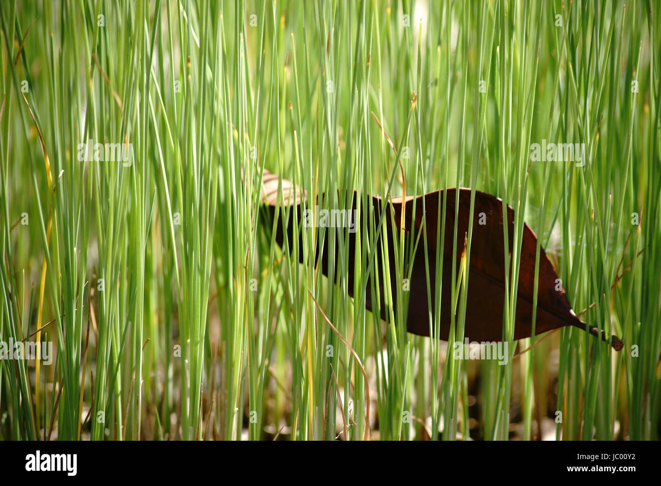 A series of plant stems of the dwarf bulrush in marshy water with a ...