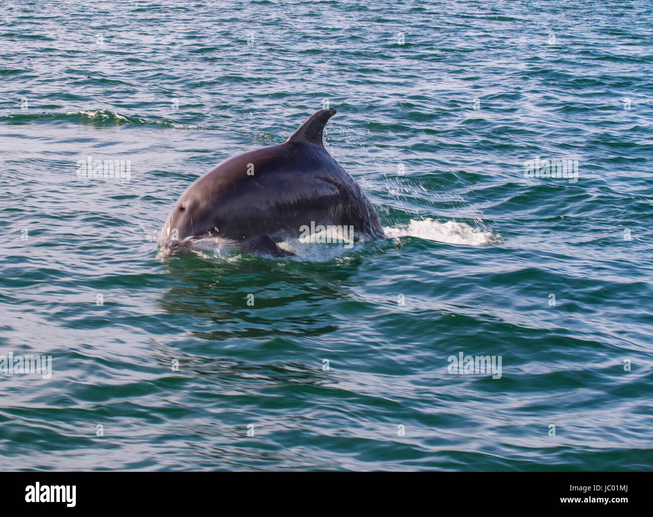 Bottle nose dolphin jumping on la paz bay, baja california sur mexico ...