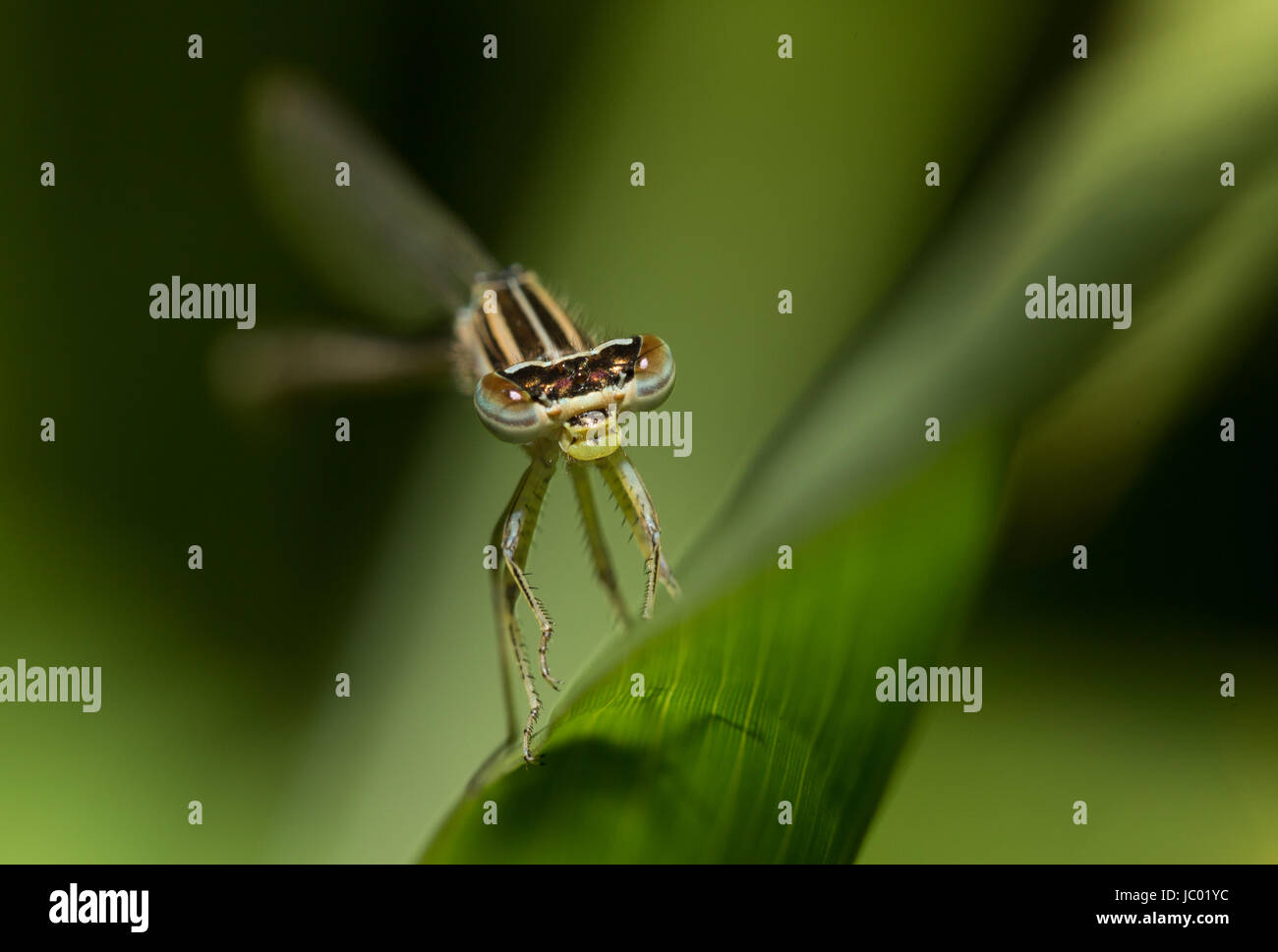 Fork tail hi-res stock photography and images - Alamy