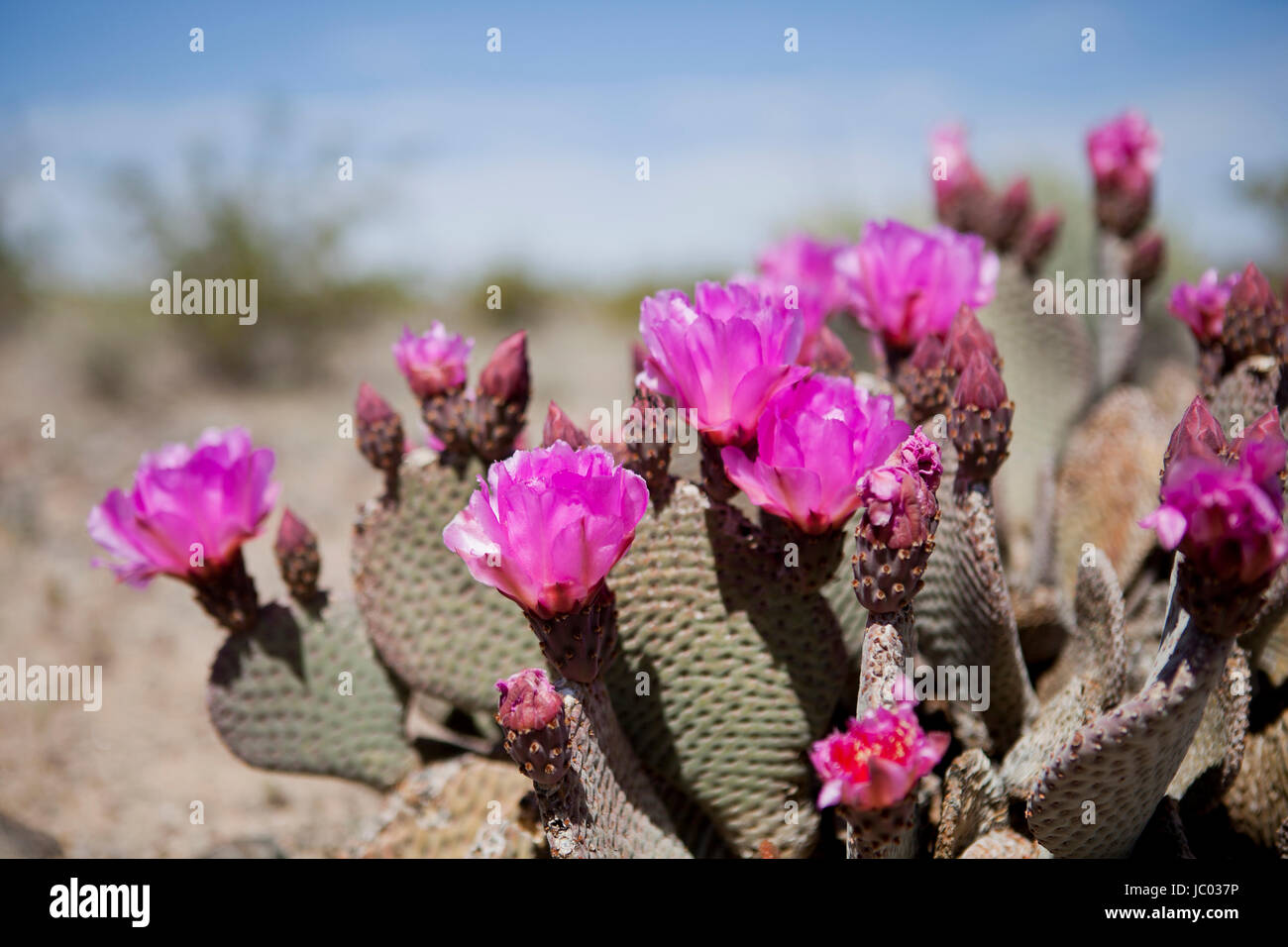 Mojave desert flowers hi-res stock photography and images - Alamy