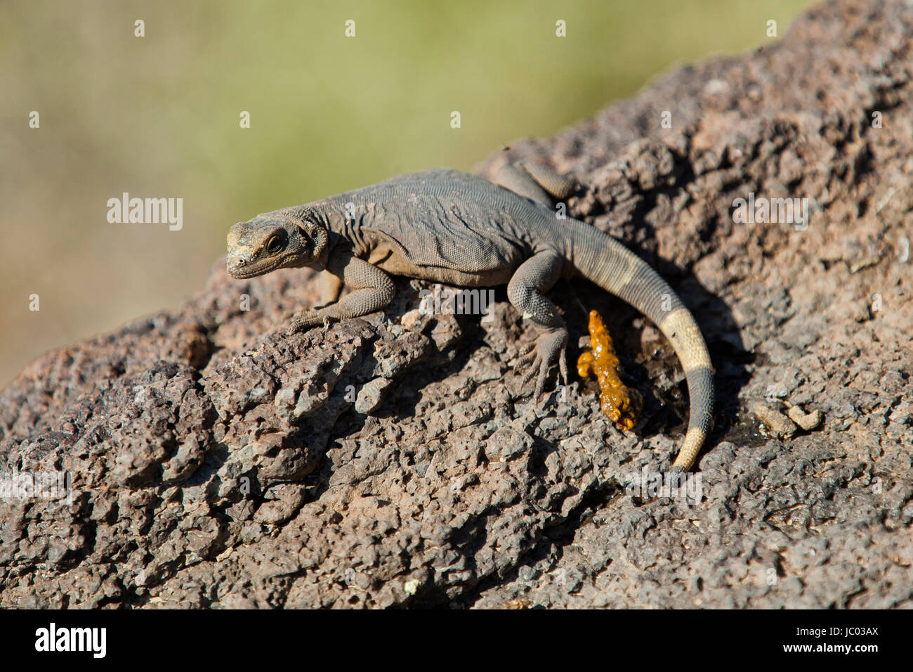 Mojave Chuckwalla lizard (Sauromalus ater) after excrement discharge ...