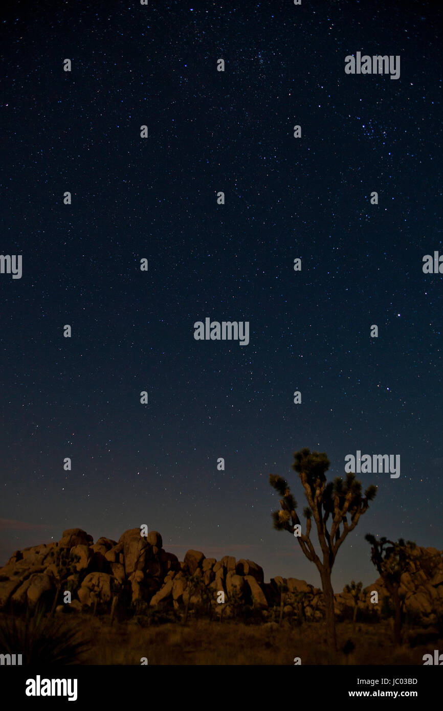 American desert tree hi-res stock photography and images - Alamy