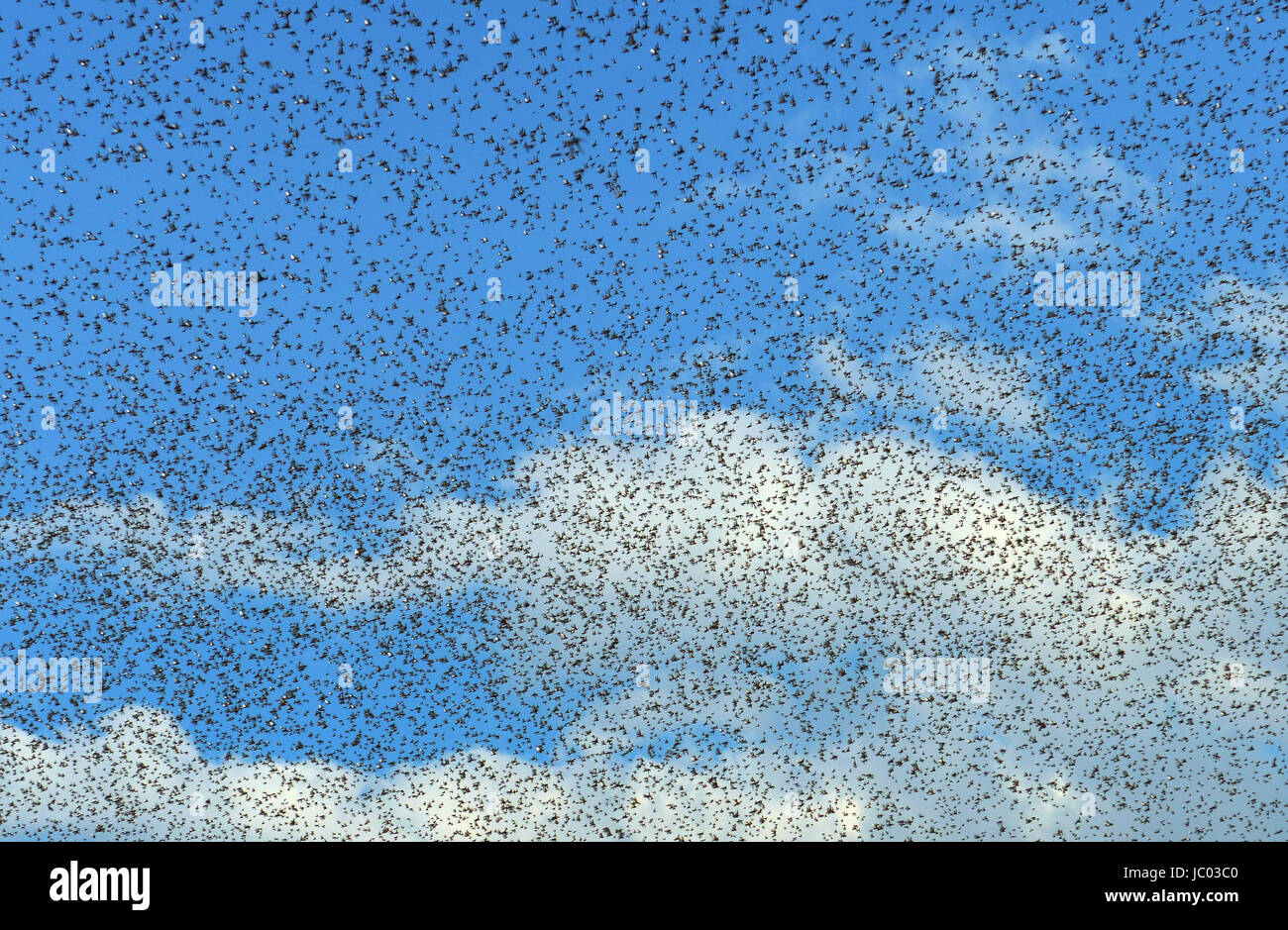 Locusts hi-res stock photography and images - Alamy