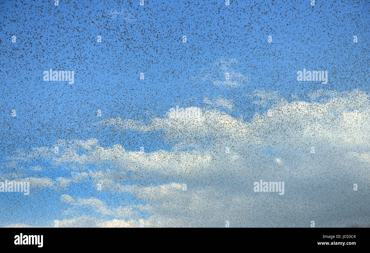 Locusts pests hi-res stock photography and images - Alamy