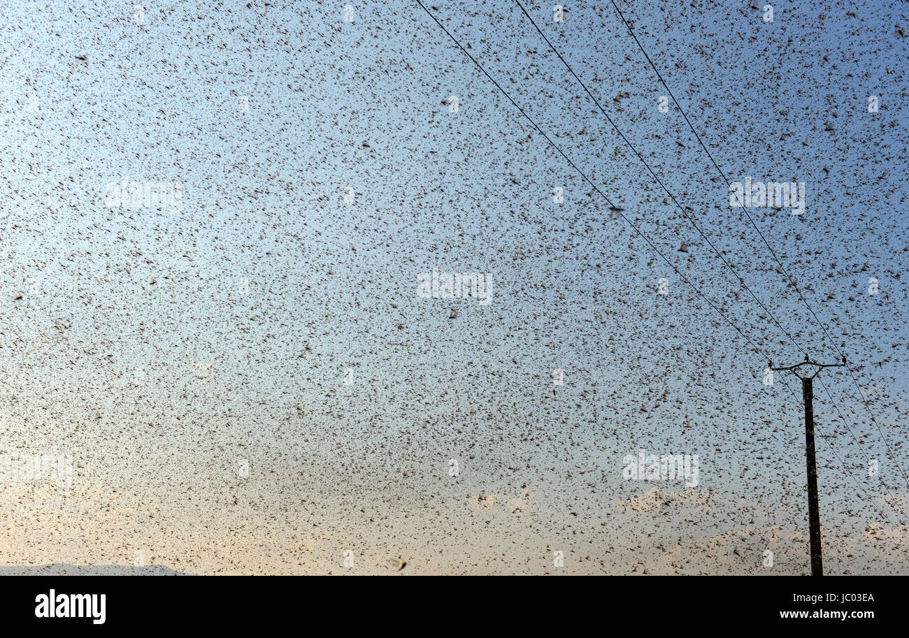 Locusts pests hi-res stock photography and images - Alamy