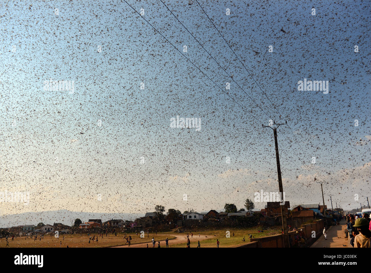 Locust Africa Stock Photos & Locust Africa Stock Images - Alamy