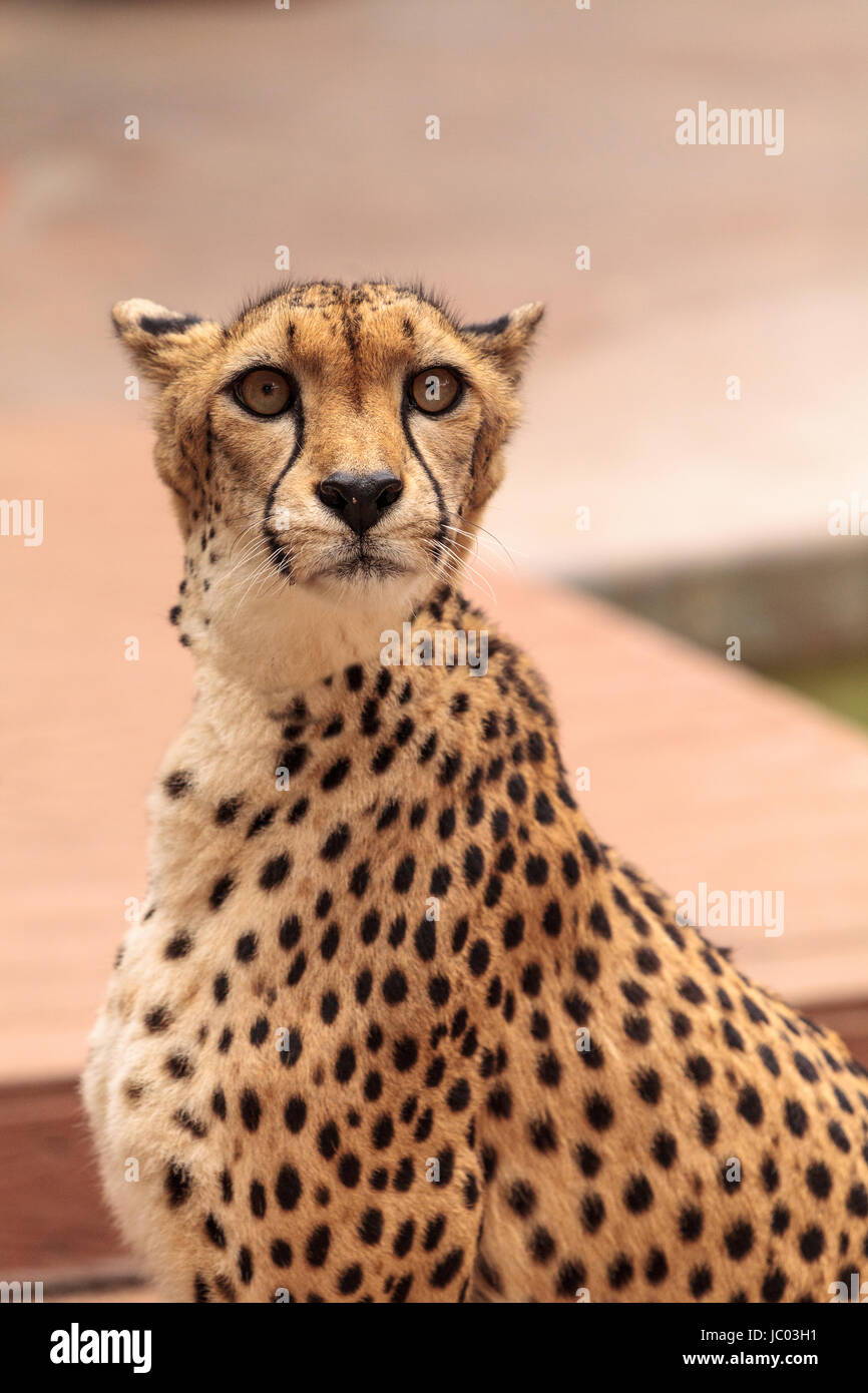 Beautiful spotted cheetah Acinonyx jubatus stands alert and watchful ...