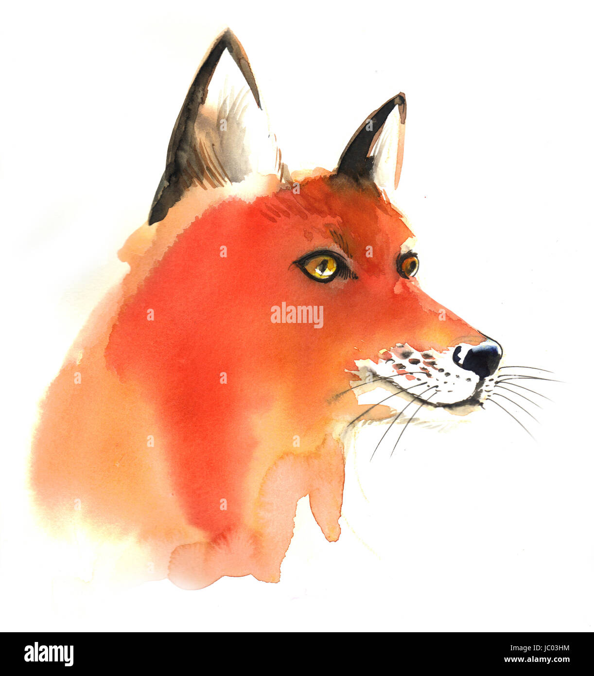 Orange fox hi-res stock photography and images - Alamy