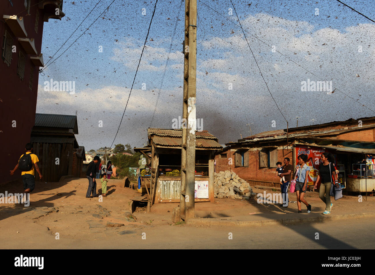 An endless swarm of locust flying over the fields and a small town in ...