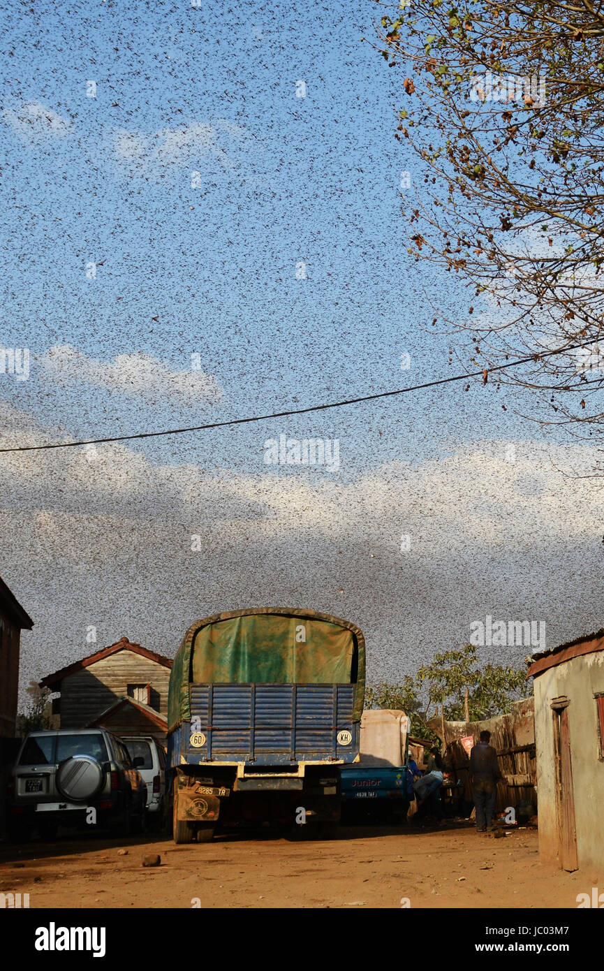 Locusta migratoria flying hi-res stock photography and images - Alamy