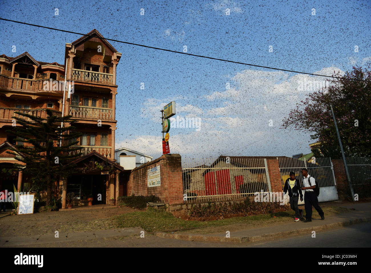 Locusta migratoria flying hi-res stock photography and images - Alamy