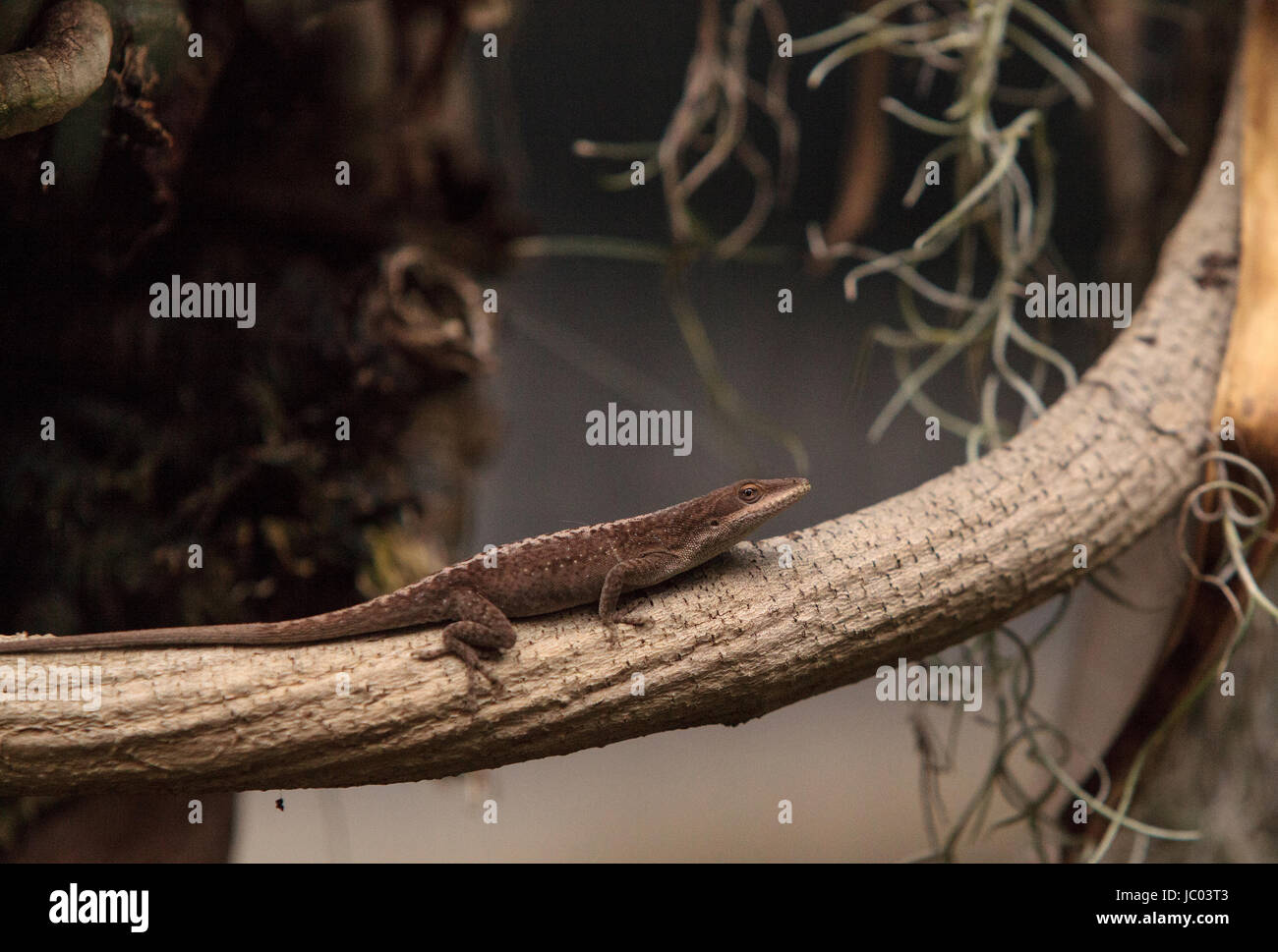 Bahaman hi-res stock photography and images - Alamy