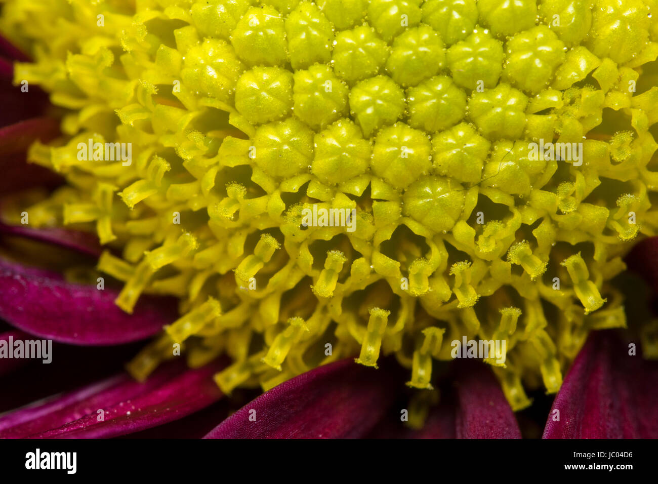 Yellow stamen hi-res stock photography and images - Alamy