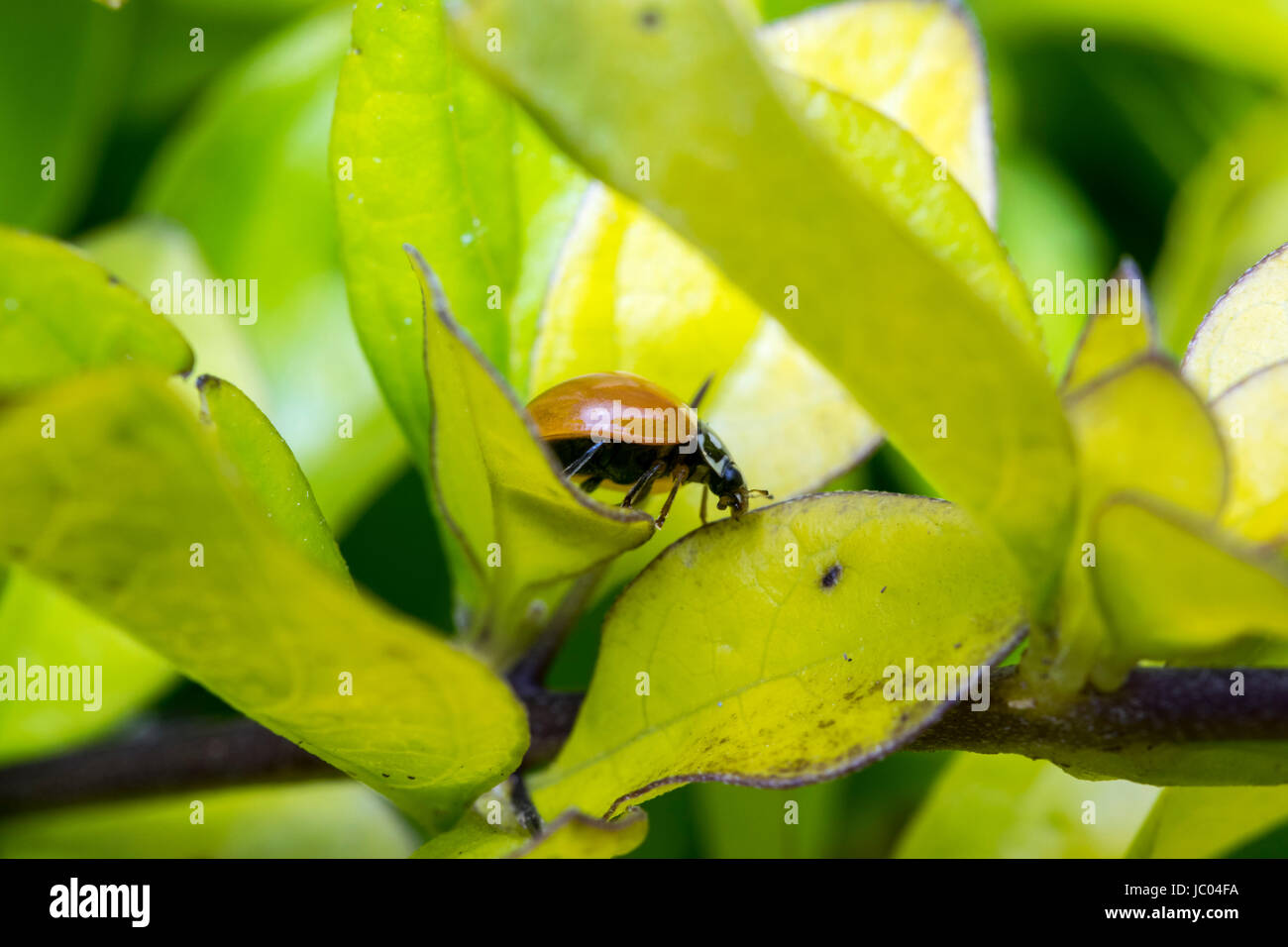 Brown lady bug on tree leaves Stock Photo - Alamy