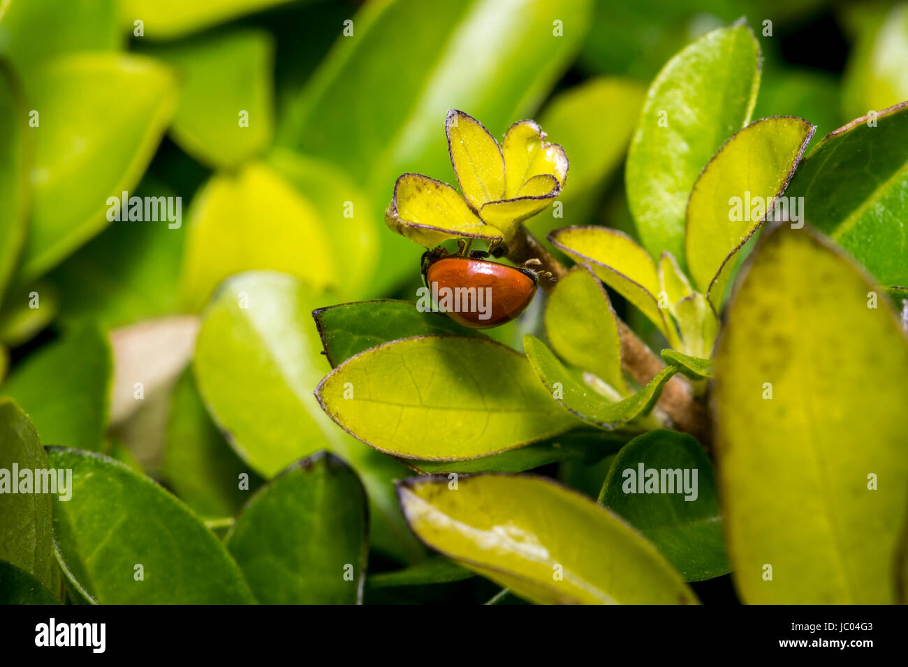Brown lady bug on tree leaves Stock Photo - Alamy
