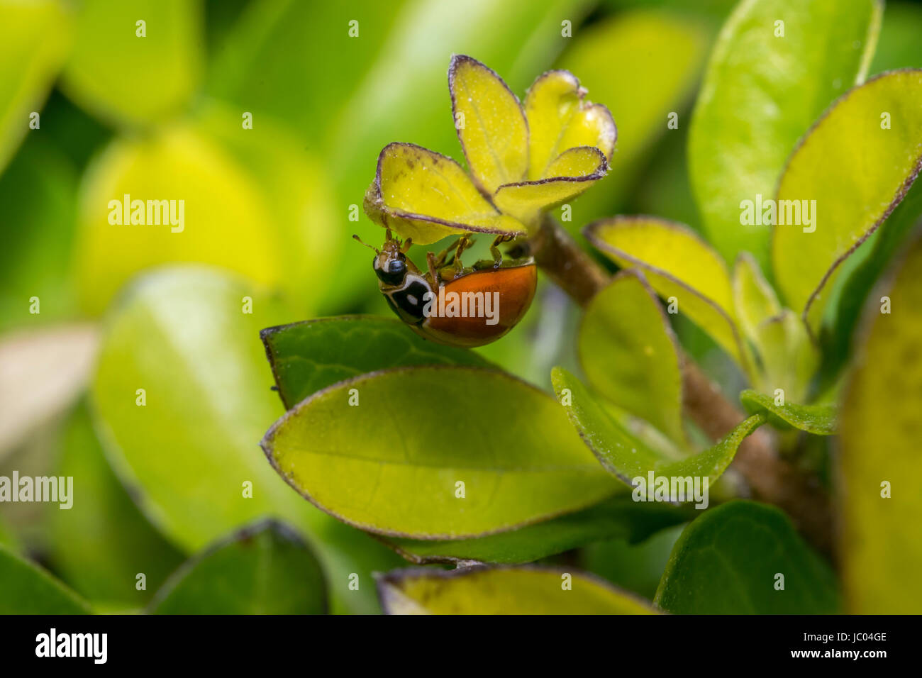 Brown lady bug on tree leaves Stock Photo - Alamy