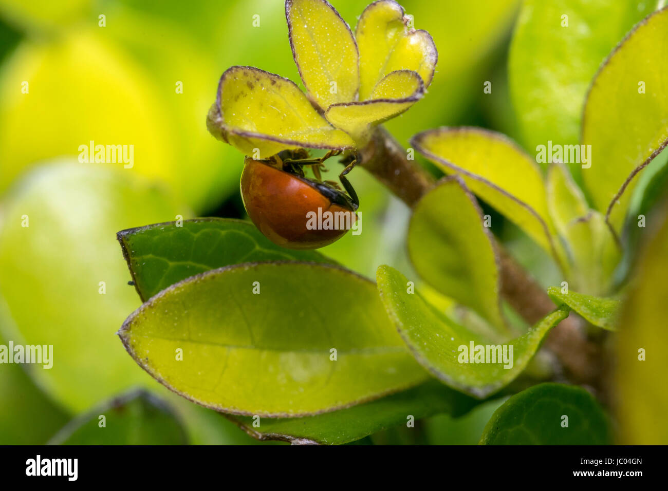 Brown lady bug on tree leaves Stock Photo - Alamy