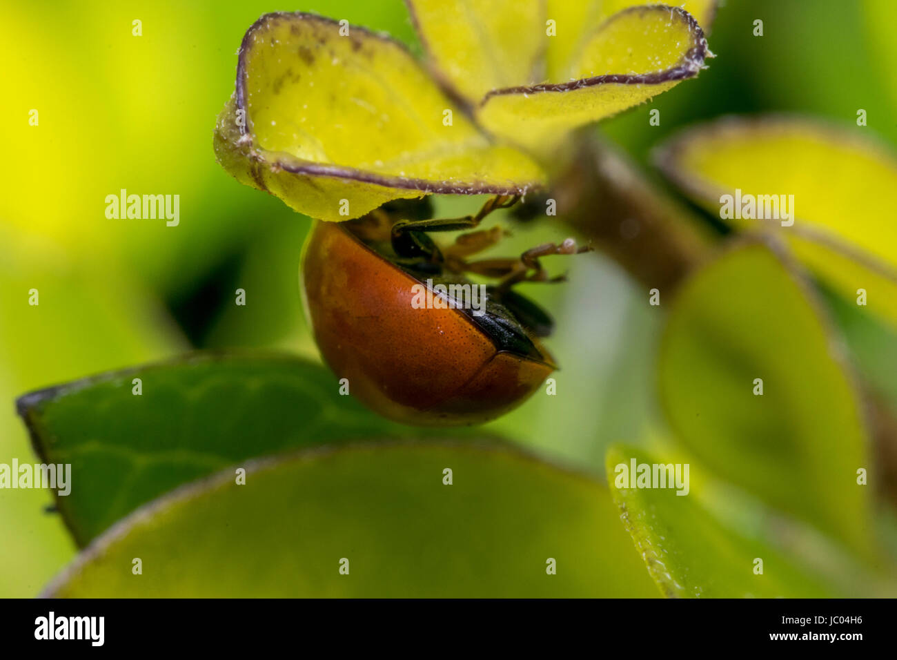 Coleoptera leaves hi-res stock photography and images - Alamy