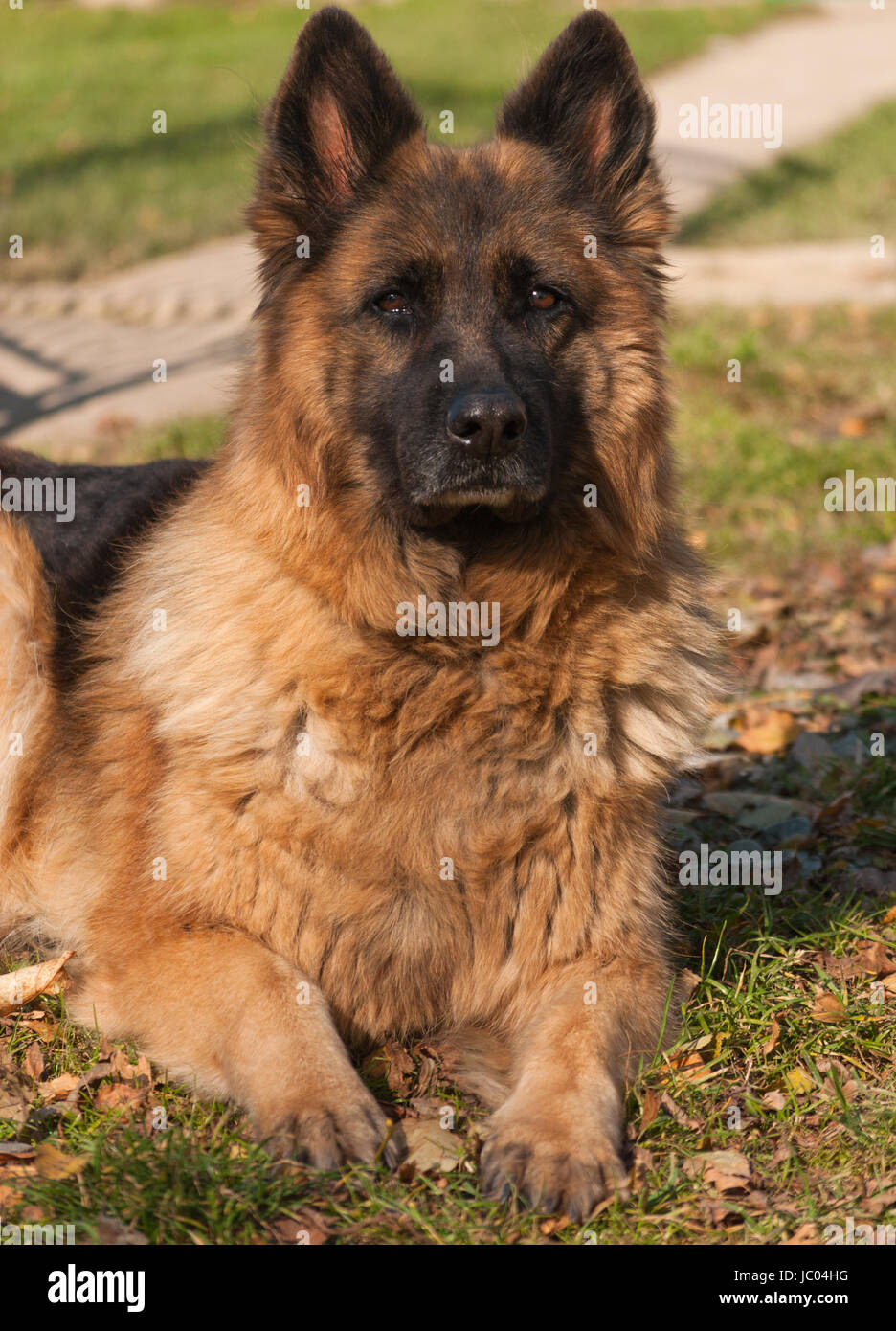 German shepherd dog, Alsatian Stock Photo - Alamy