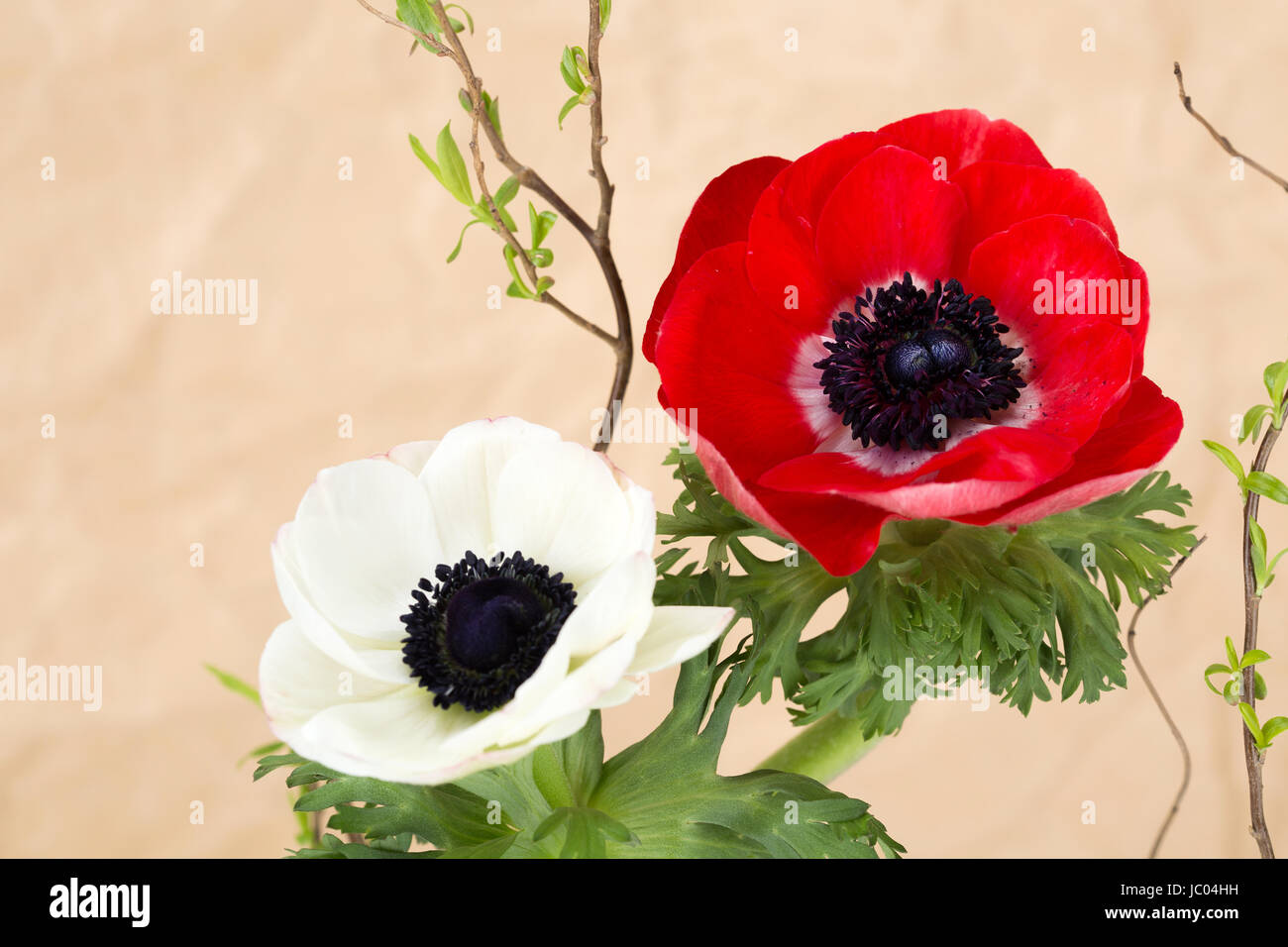 The flowers 047 Stock Photo - Alamy