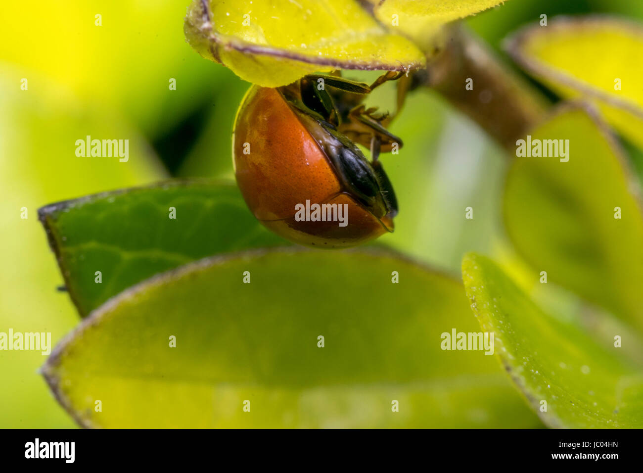 Brown lady bug on tree leaves Stock Photo - Alamy
