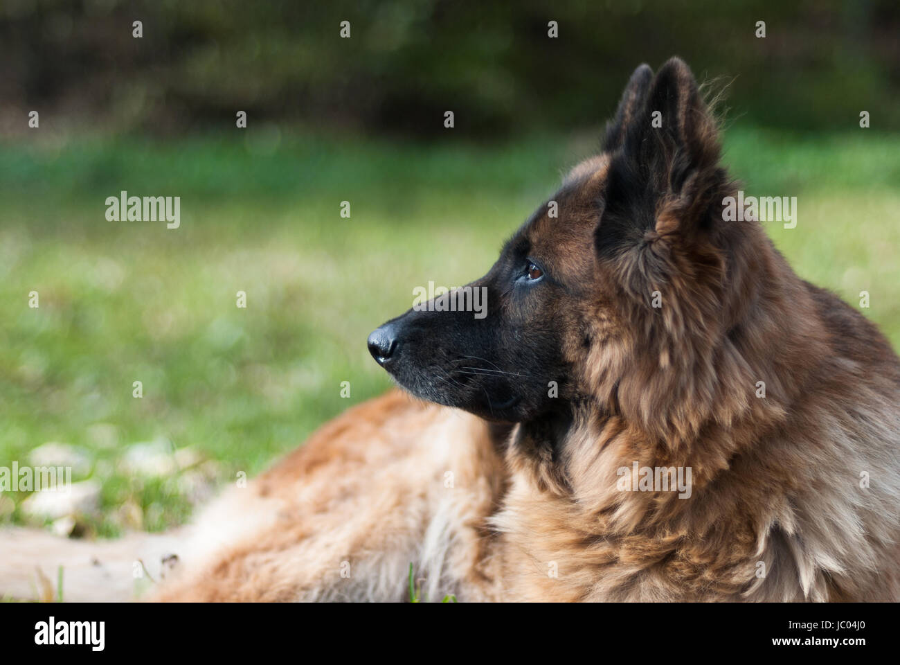 German shepherd dog, Alsatian Stock Photo - Alamy