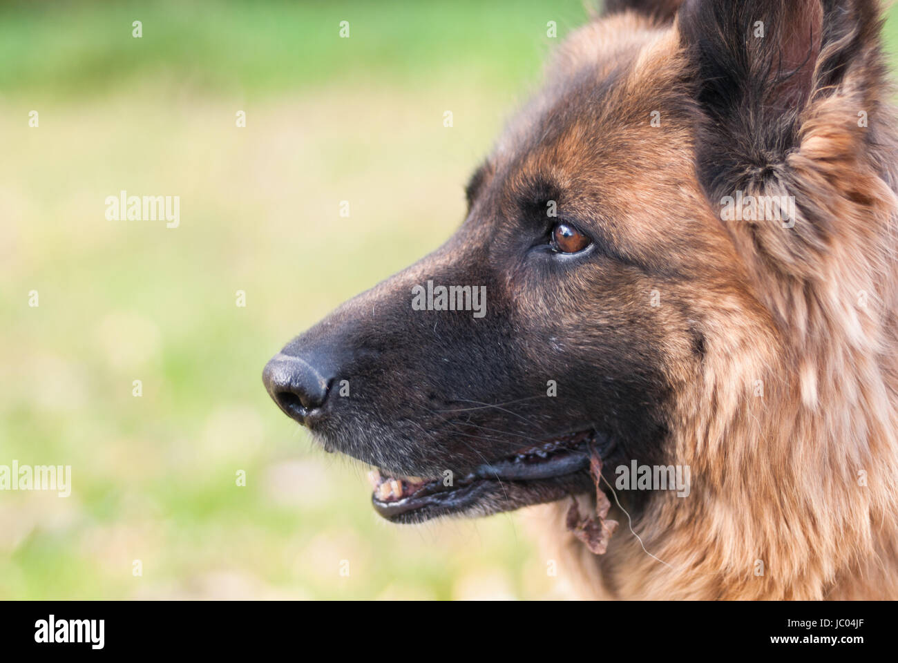 German shepherd dog, Alsatian Stock Photo - Alamy