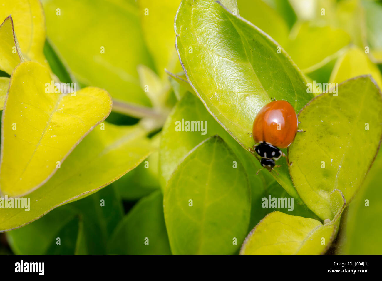 Brown lady bug on tree leaves Stock Photo - Alamy