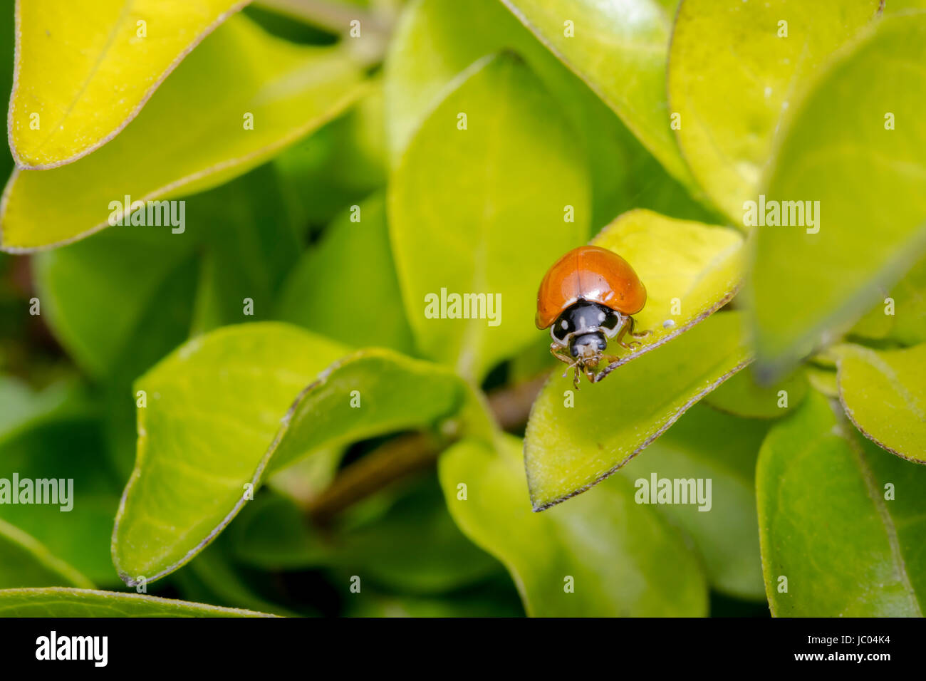 Brown lady bug on tree leaves Stock Photo - Alamy