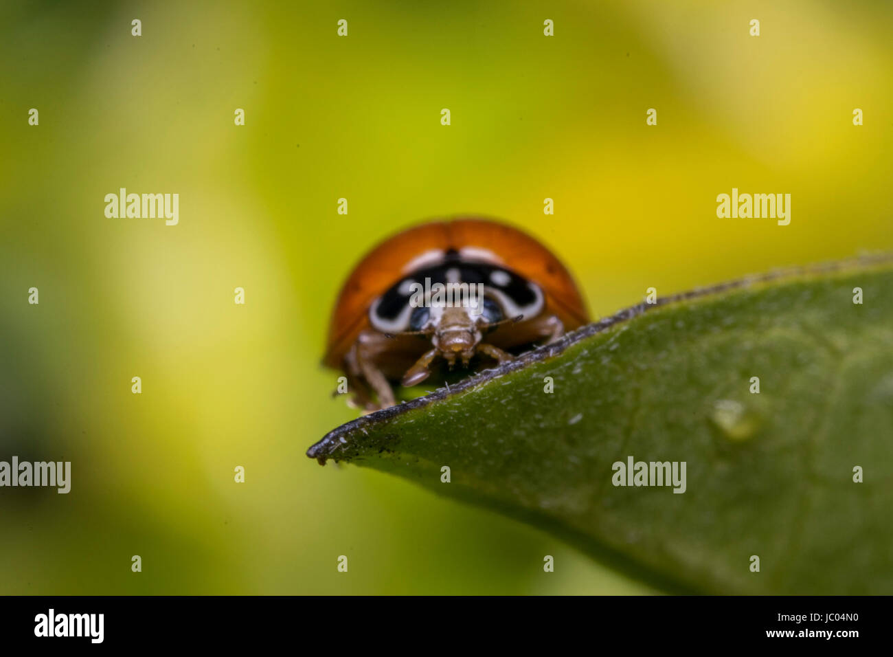 Brown lady bug on tree leaves Stock Photo - Alamy