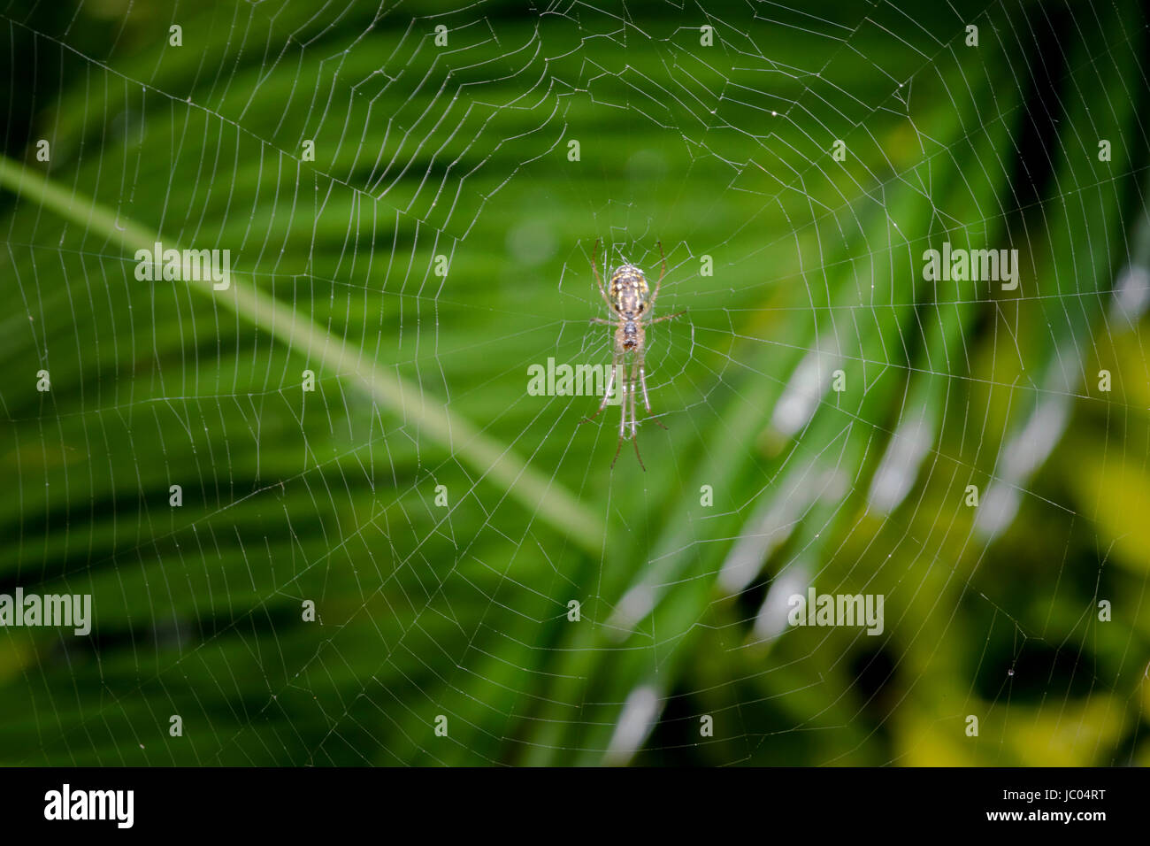 Scary spider and its web waiting for prey Stock Photo - Alamy