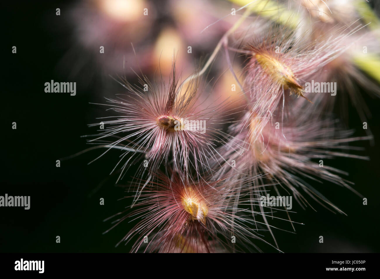 Macro on a plant seeds Stock Photo - Alamy
